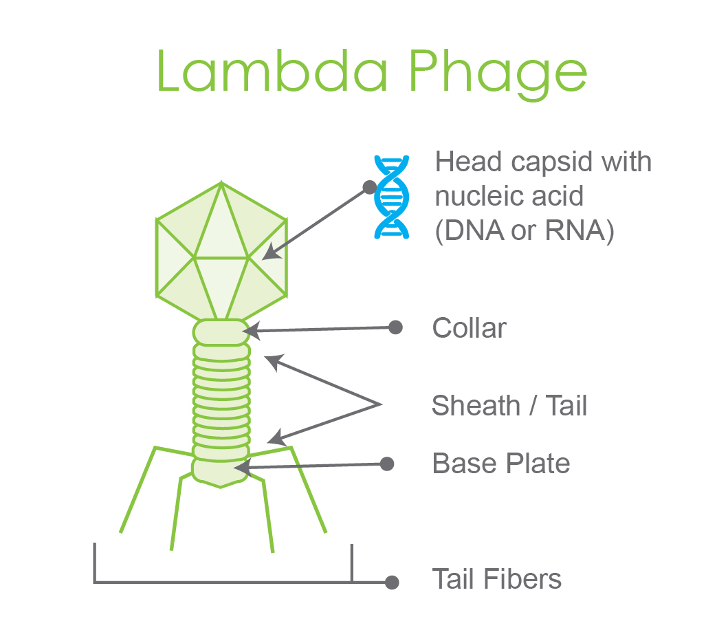 Transduction And Lambda Red Overview GoldBio